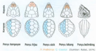 Cara Budidaya dan Pengembangan Budidaya: IDENTIFIKASI DAN MORFOLOGI ...