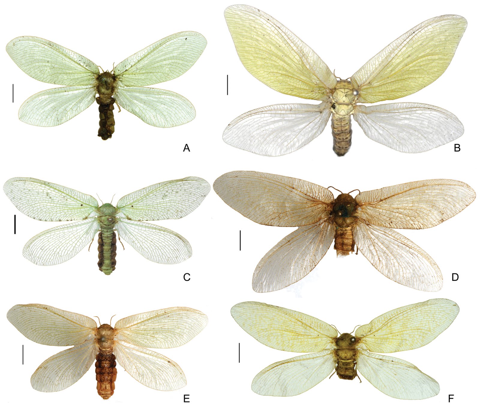 Species New to Science: [Entomology • 2018] A Review of the Montane ...