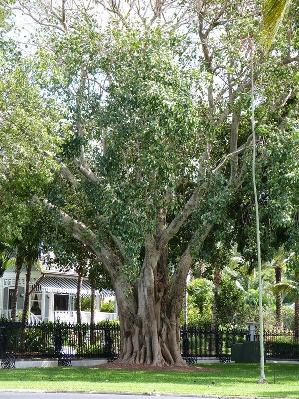 Retired and Lovin' It: FLAGLER MUSEUM IN PALM BEACH FLORIDA