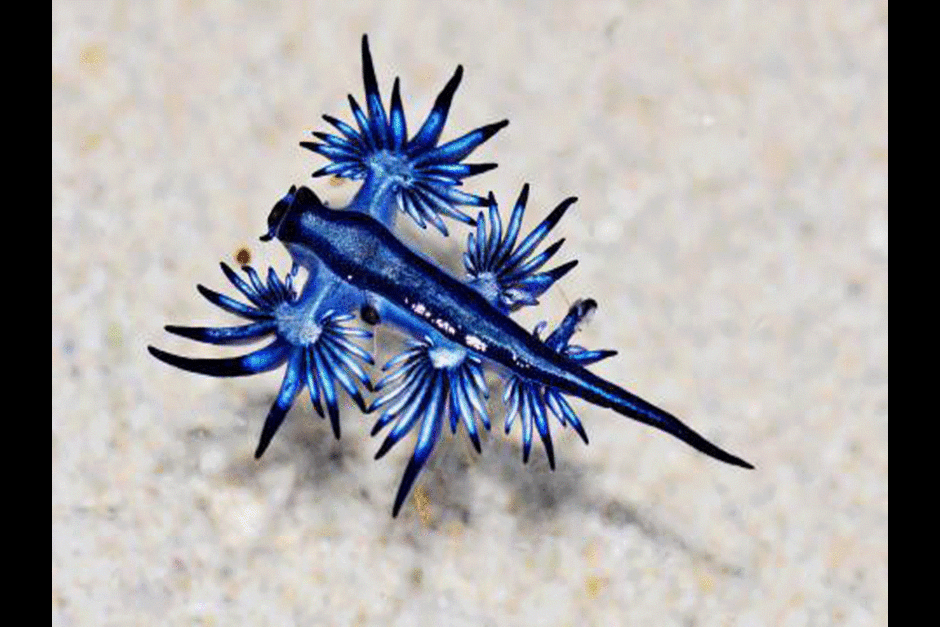 Biodiversidad en Peligro de Extincion