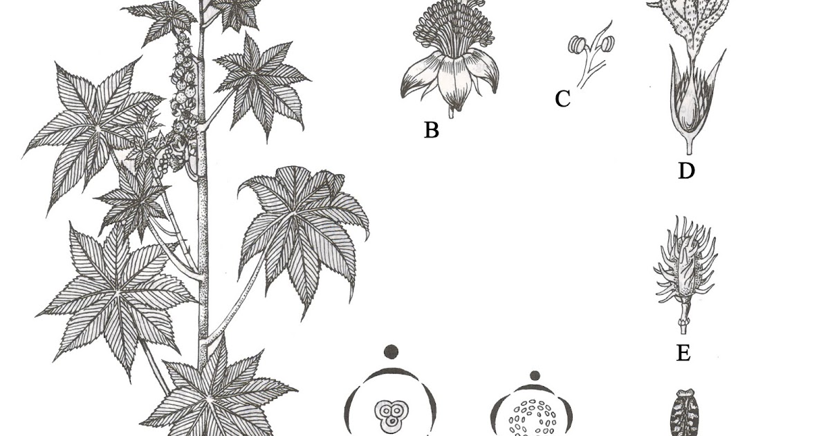 EUPHORBIACEAE