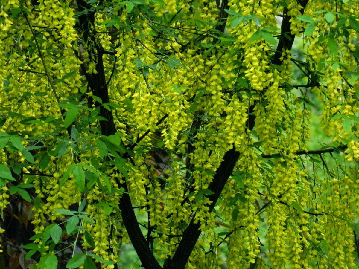 LA MULTI ANI, ROMANIA!: Ziua salcamului: salcam galben