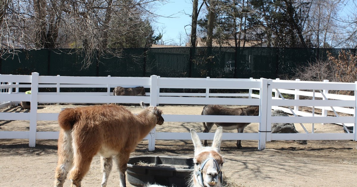 A Little Time and a Keyboard: Cosley Zoo in Wheaton, IL