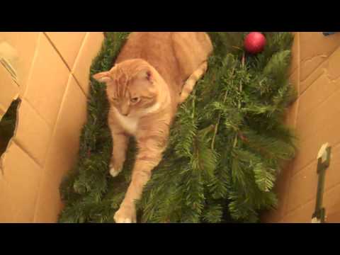 Cooinda Cat Resort - Kitty Kapers: How to assemble and decorate a ...