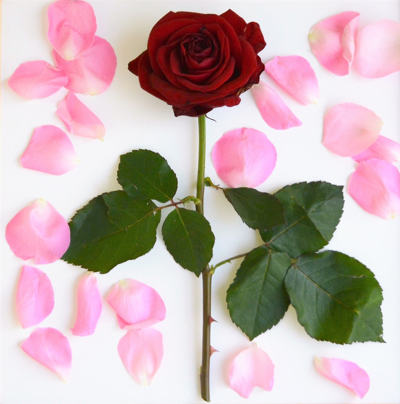 Bemerry.B: Photos - un bouquet - 3 roses - différentes façons de les ...