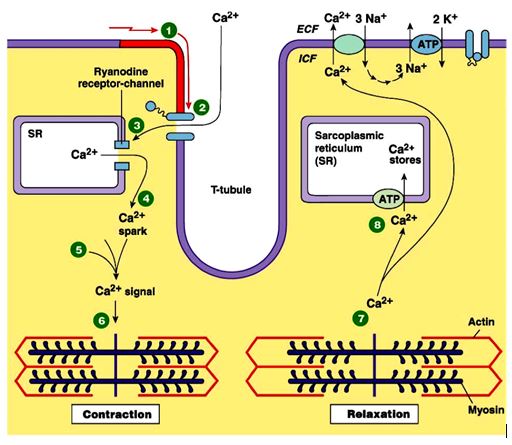 Mekanisme Kontraksi Otot Jantung - Biologi Edukasi: Belajar Sains Biologi