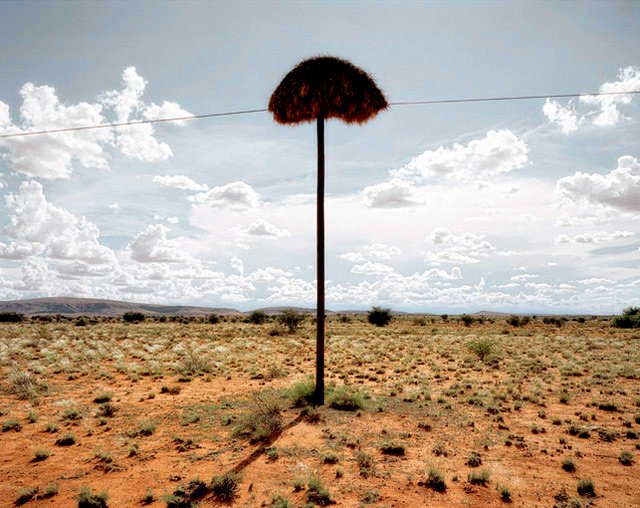 The Flying Tortoise: The Sociable Weaver Birds Take Over The Telegraph ...