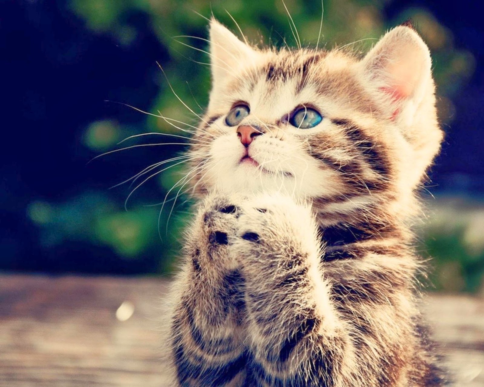Myplaceforenglish ANIMAL IDIOMS myplaceforenglish-animal-idioms