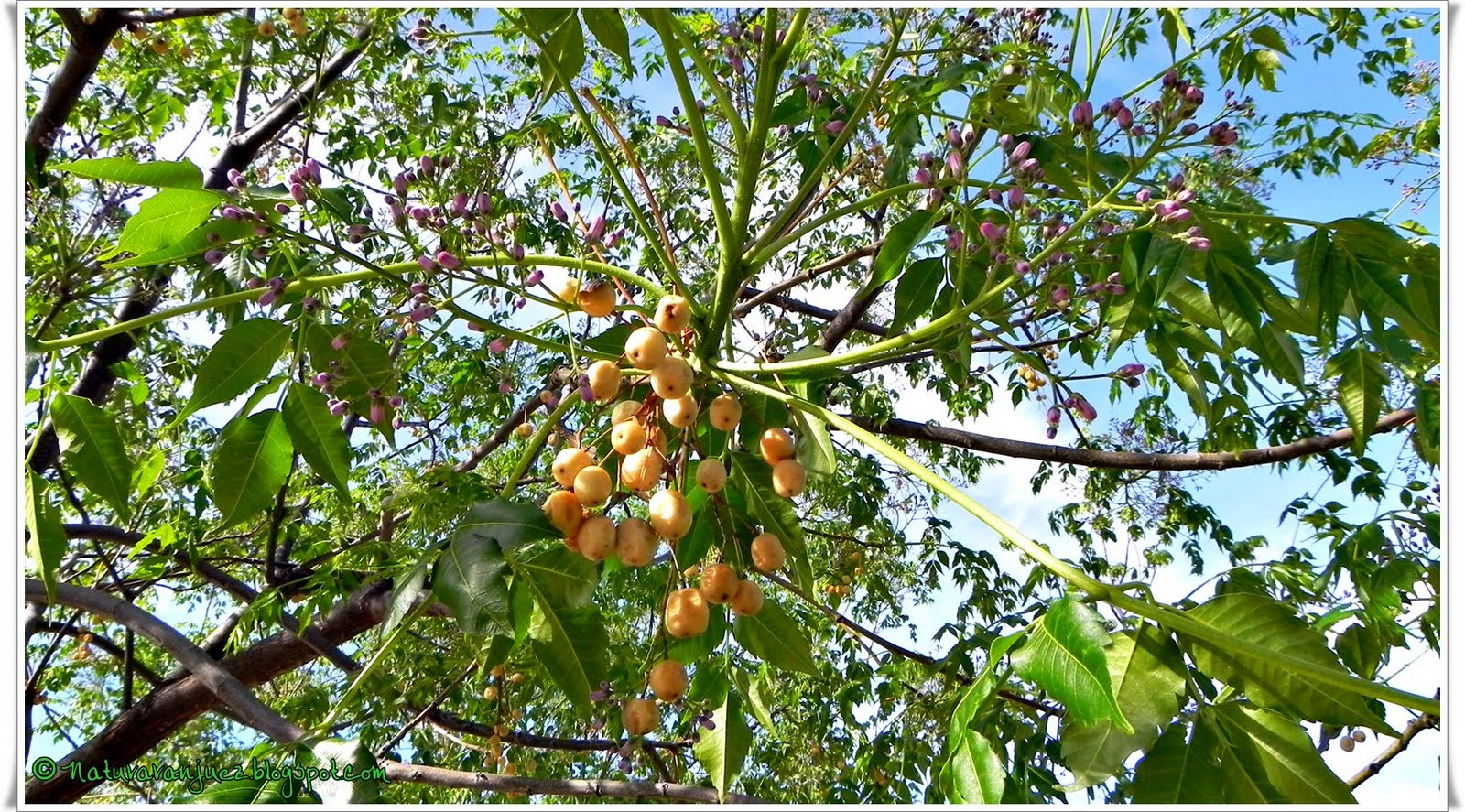 NaturAranjuez: CINAMOMO (Melia azedarach )