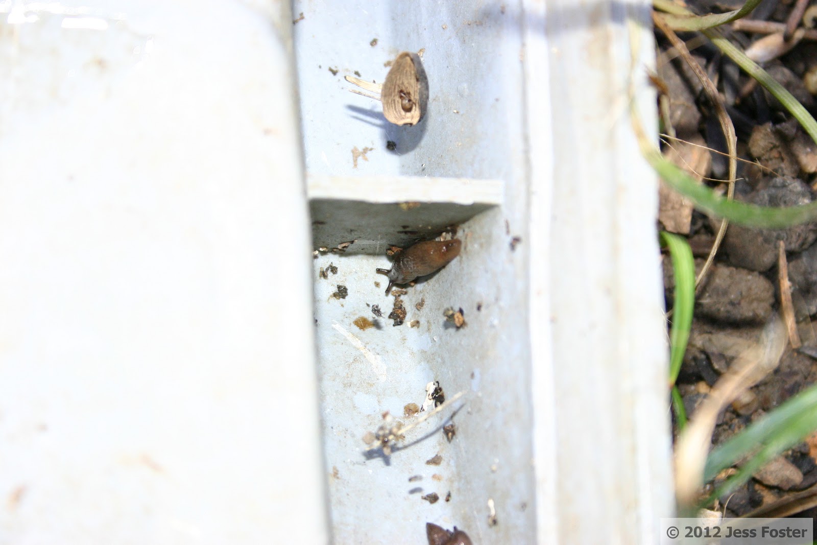 Sluggin' Along: Slug Waste Disposal: Part 2