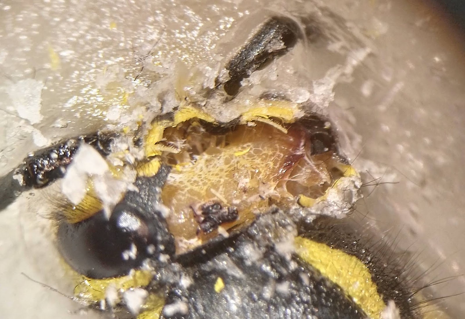 Espinyagui: Dissection of a wasp