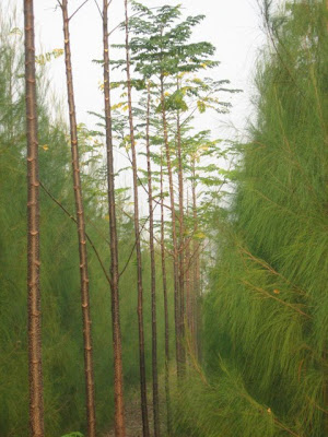 Agroforestry - A blog on Agrihortisilviculture: Pictures of Melia dubia ...
