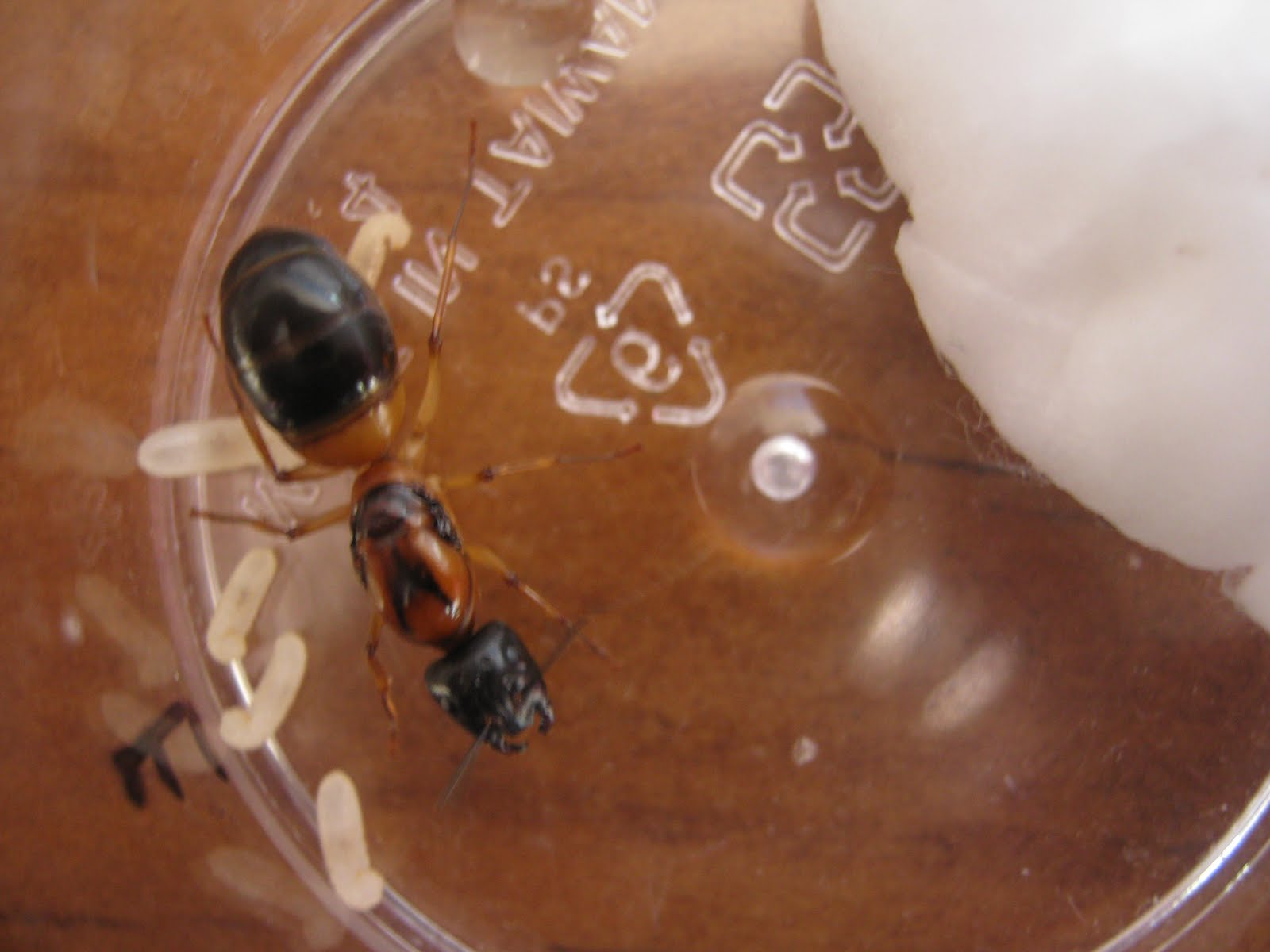 Megan's Ants: Esme update (Camponotus Consobrinus queen)