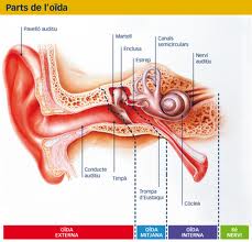 OBSERVEM ELS SENTITS per Alba Herrera: Parts de l'orella
