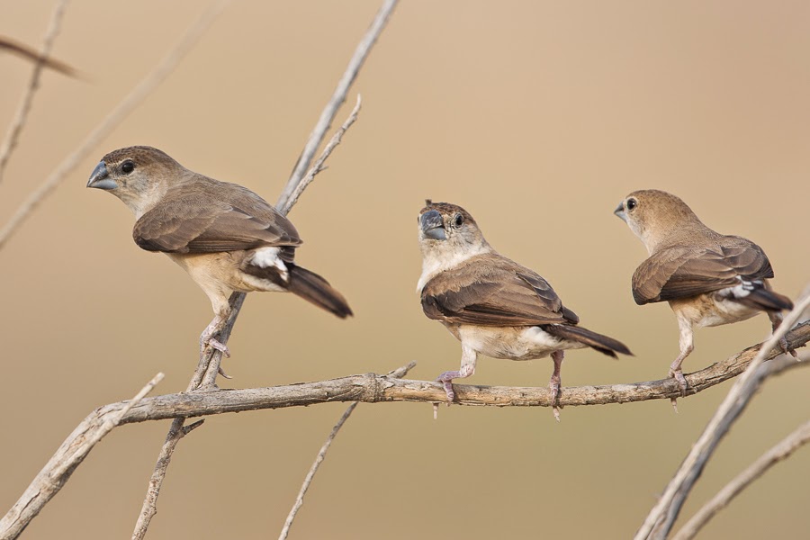 Birds of Saudi Arabia: Indian Silverbills – Dhahran Hills