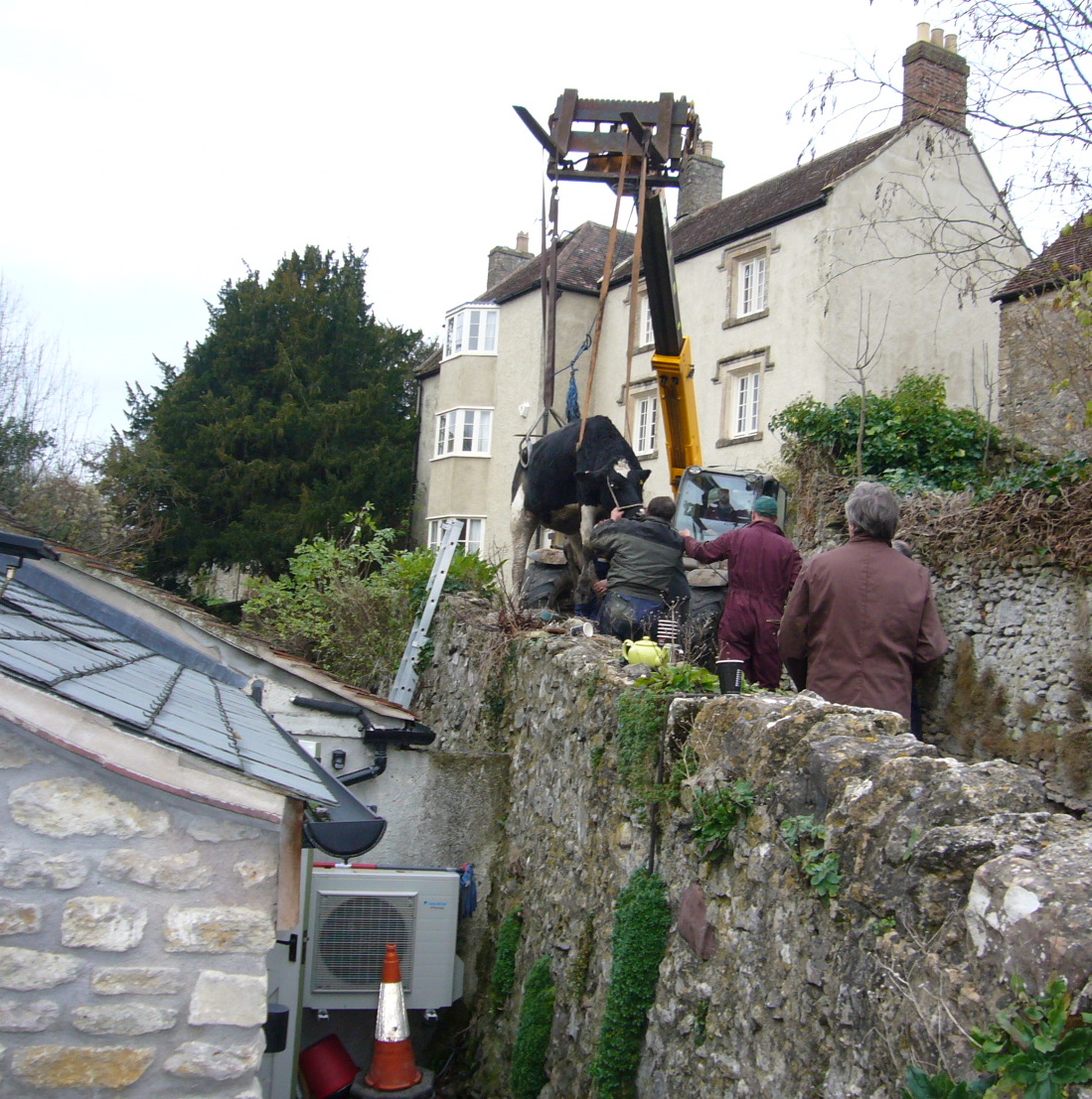 the Mells Village Shop blog: COW ON ROOF OF MELLS VILLAGE SHOP