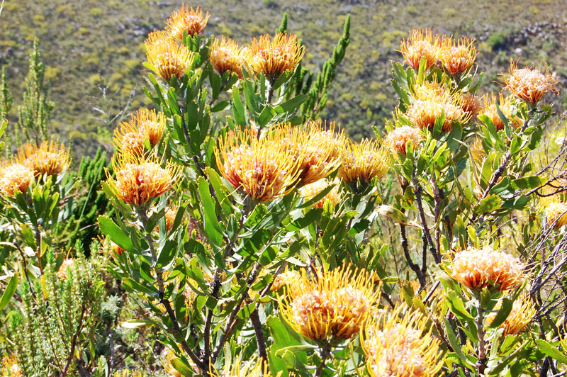 .: Akasha Mountain Retreat - The beauty of nature