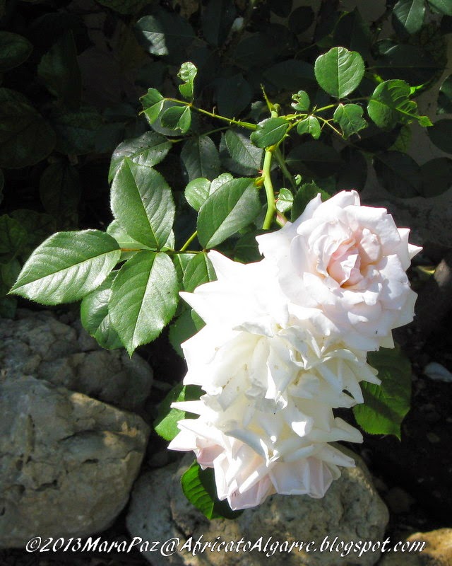 Africa to Algarve: June 2013