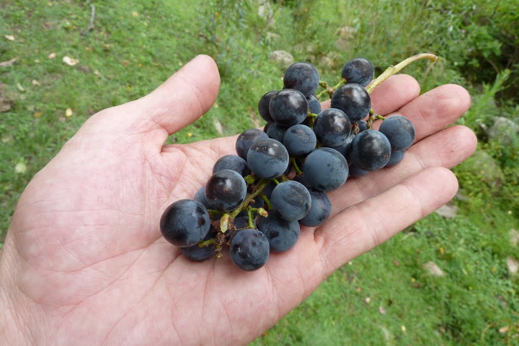 VINOS EN CÓRDOBA: #QUESECEPA: LA UVA ISABELLA