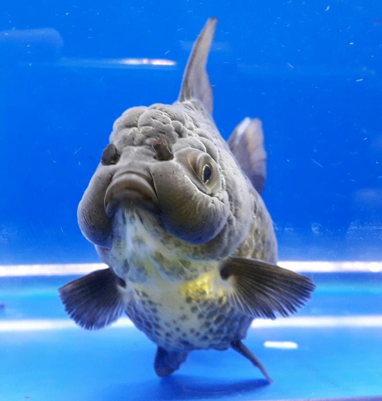 Where to Buy Aquariums and Fish in Bangkok