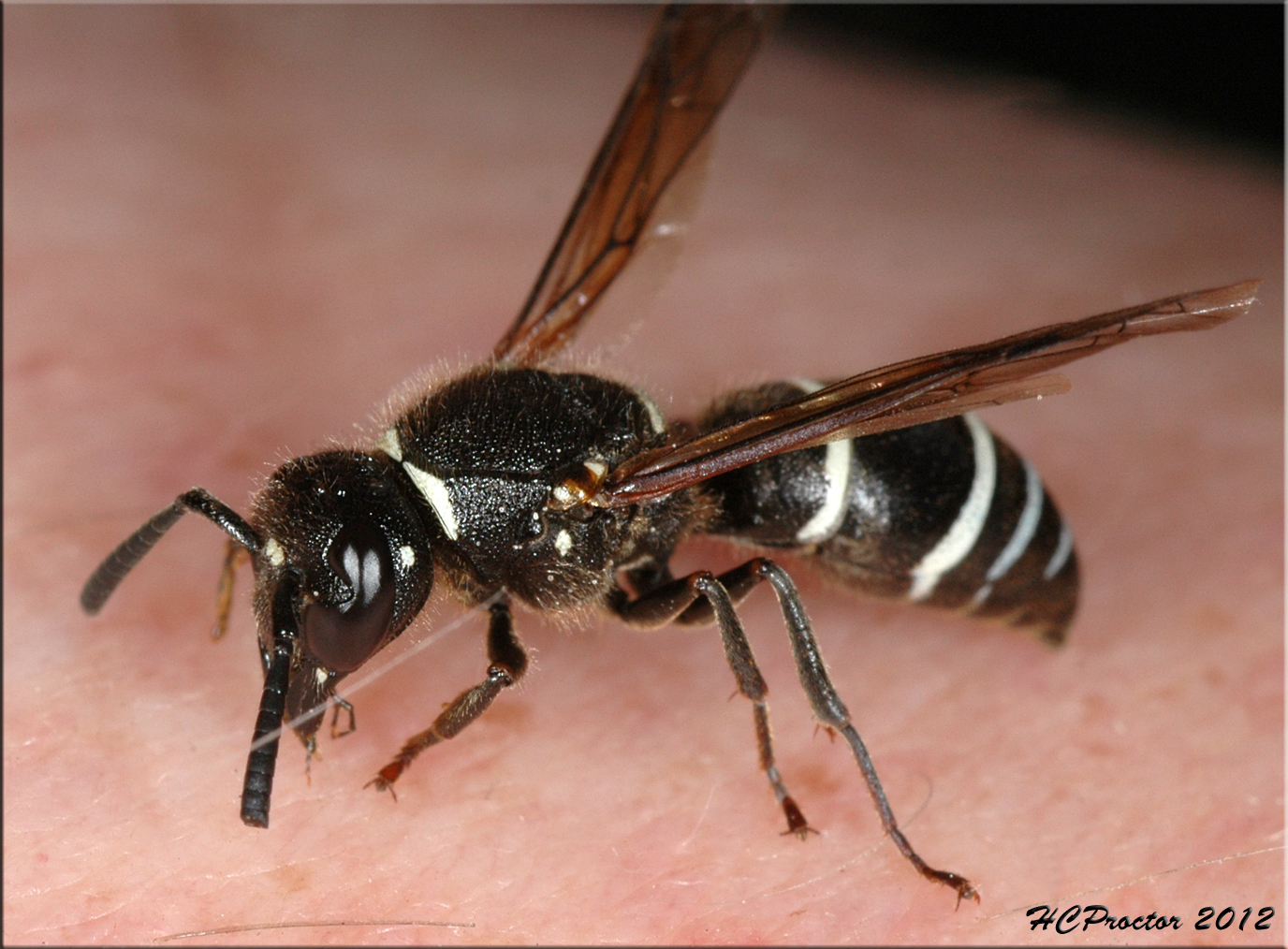 The Home Bug Garden: I just want to bee ... Up close and personal