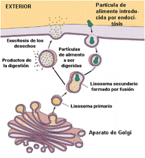 ALIMENTACIÓN DE LA CÉLULA: Fagocitosis