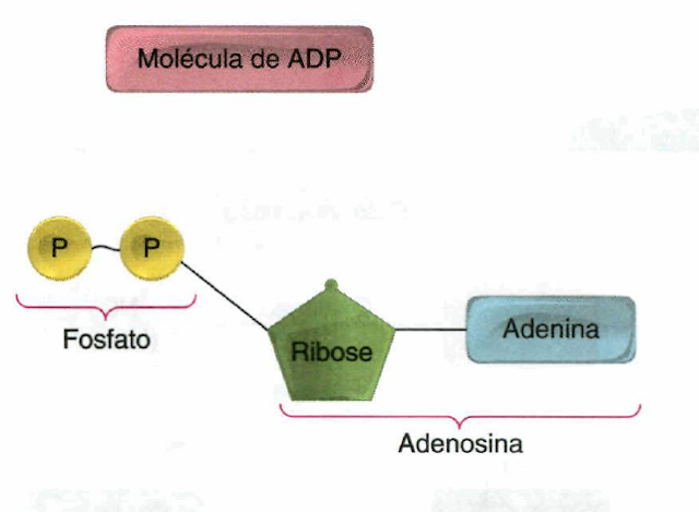 Molécula de ADP