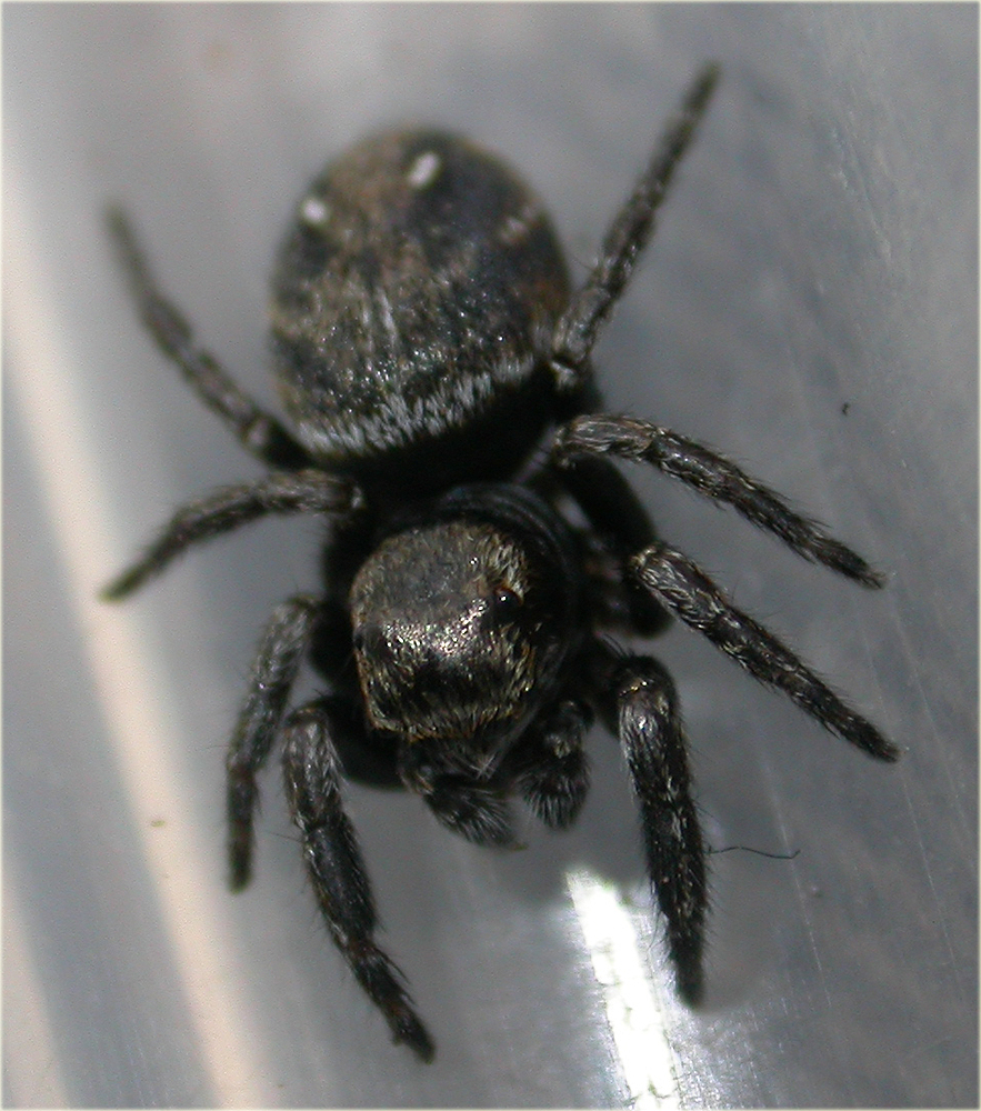 Arachnerds: Jumping Spiders - Evarcha sp.