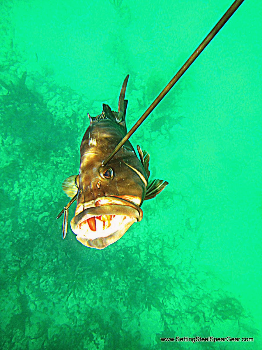 SettingSteel Spearfishing: Getting ready for Miami Grouper spearfishing ...