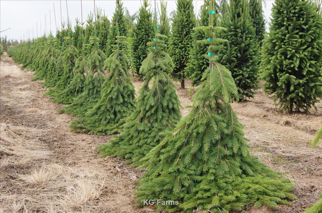 Всё о бегониях и не только...: Ель обыкновенная 'Formanek' (Picea abies ...