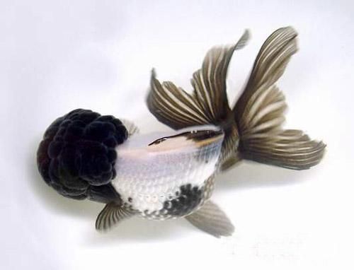 jasttreeing: Tropical-Fish-For-Freshwater-Aquariums-Panda-Oranda ...
