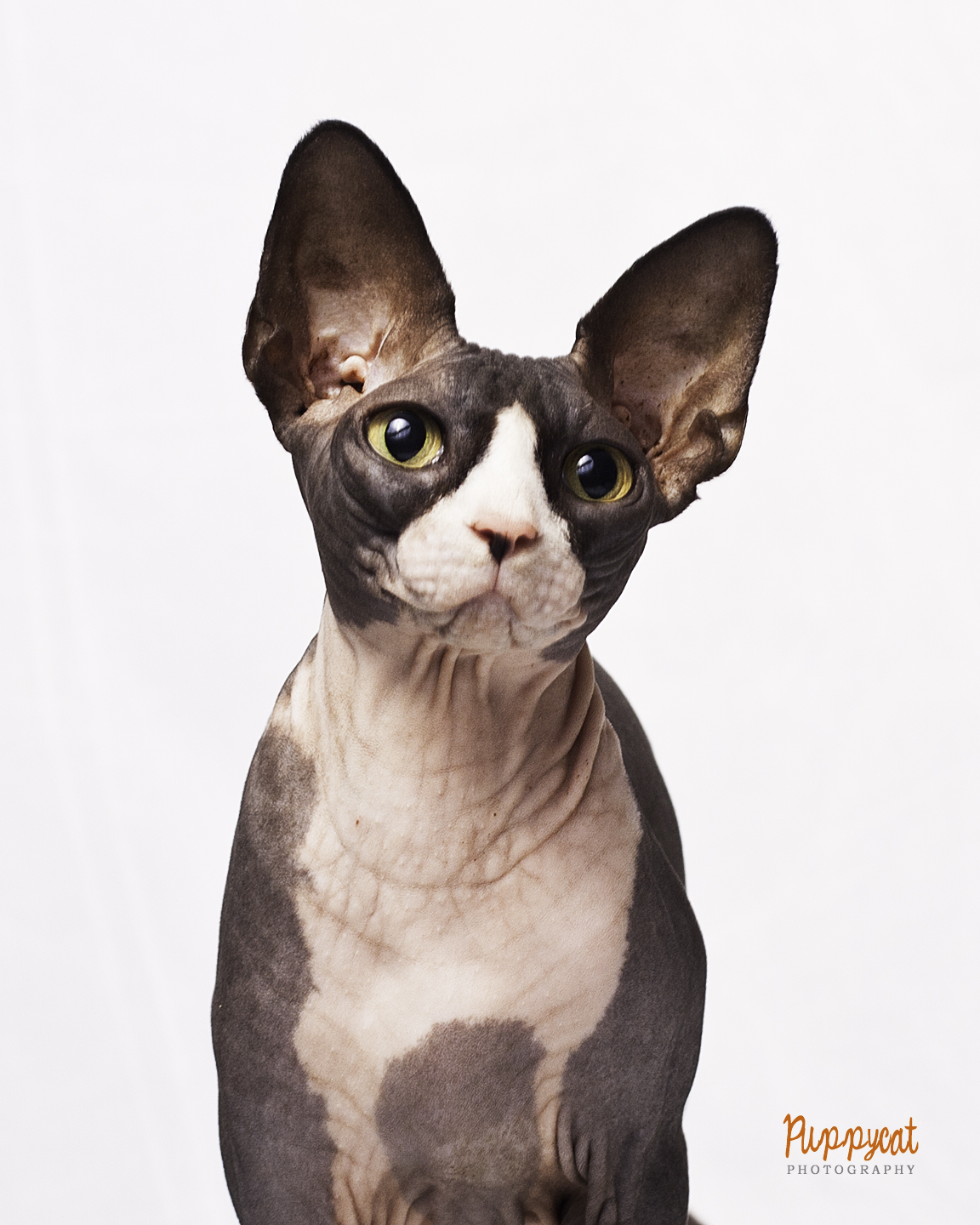 Puppycatandmouse/KimK Widmark : Charming Sphinx Cat gets photographed ...