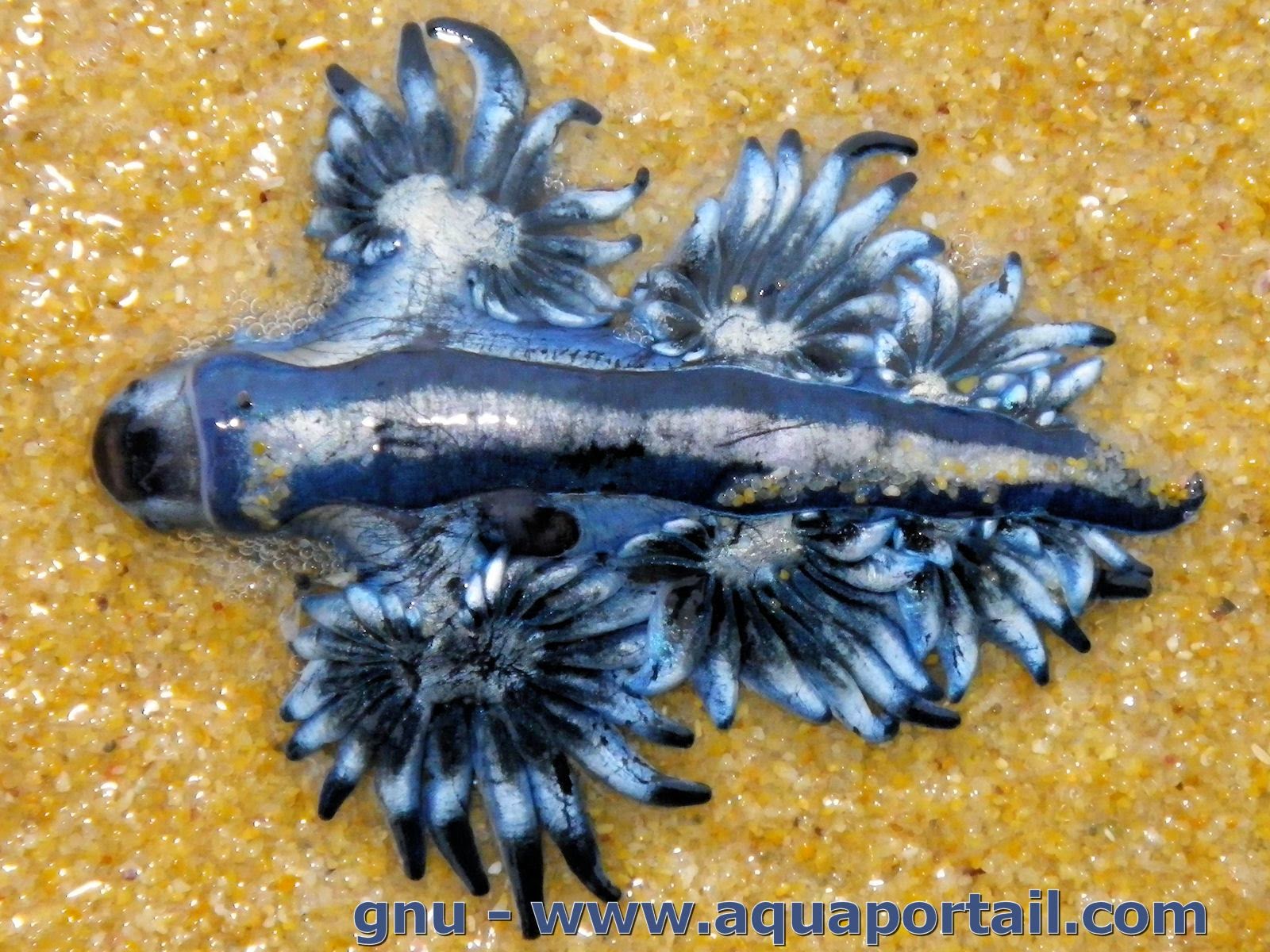 ΘΑΛΑΣΣΙΟ ΧΕΛΙΔΟΝΙ (GLAUCUS ATLANTICUS) photos - wallpapers | the fun bank