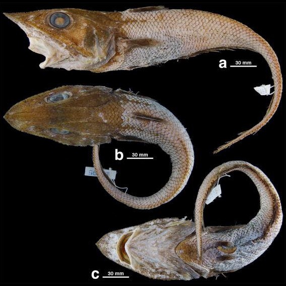 Species New to Science: [Ichthyology • 2017] Coelorinchus okamurai • A ...