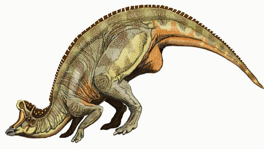 Extinct Animal of the Week: The Many Heads of the Lambeosaurus