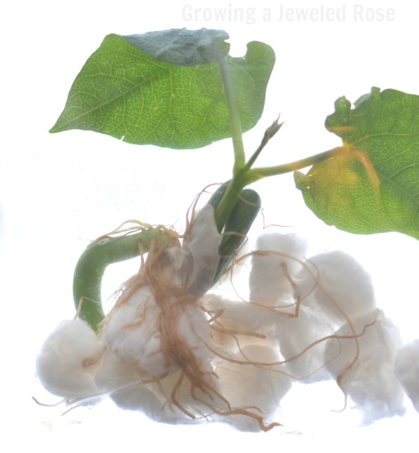 Grow a Magic Beanstalk | Growing A Jeweled Rose | Bloglovin’