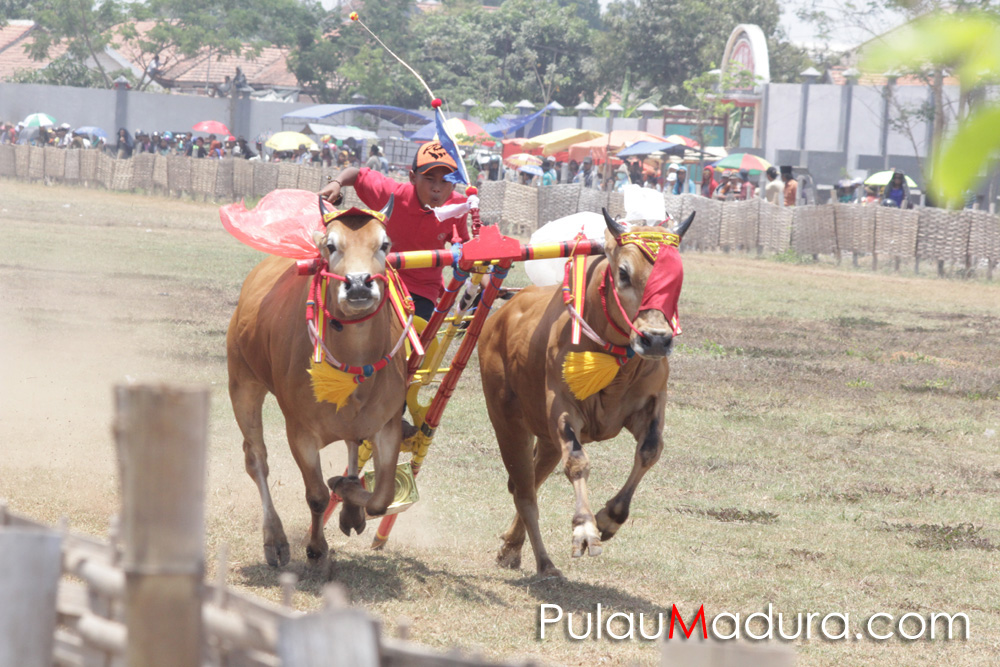 Galeri Foto Kerapan Sapi Madura 2015 - Gerbang Pulau Madura