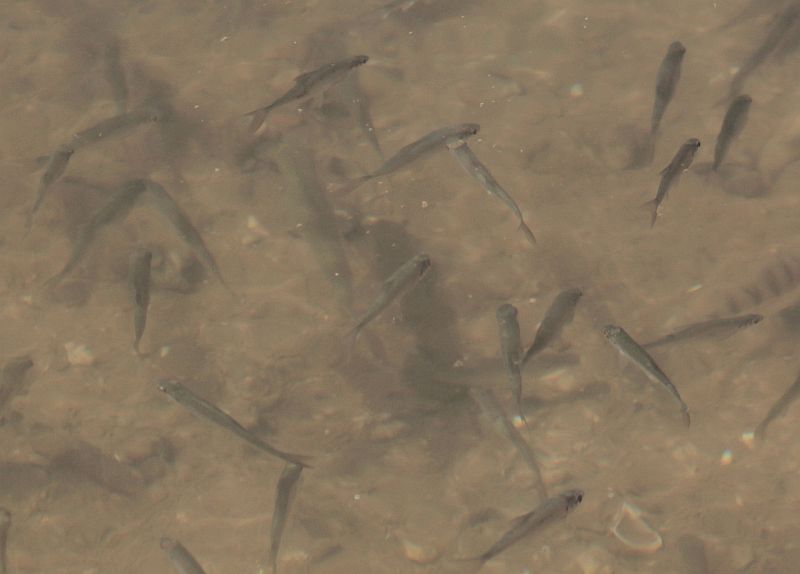 Naturwunder ...: Moderlieschen