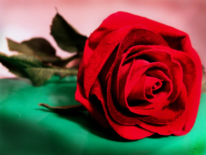 Imagine Me And You... Forever: Uma Rosa Vermelha...