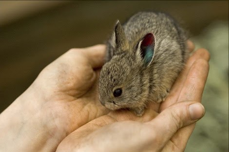 White Wolf : Meet the World's Smallest Rabbit (Video)