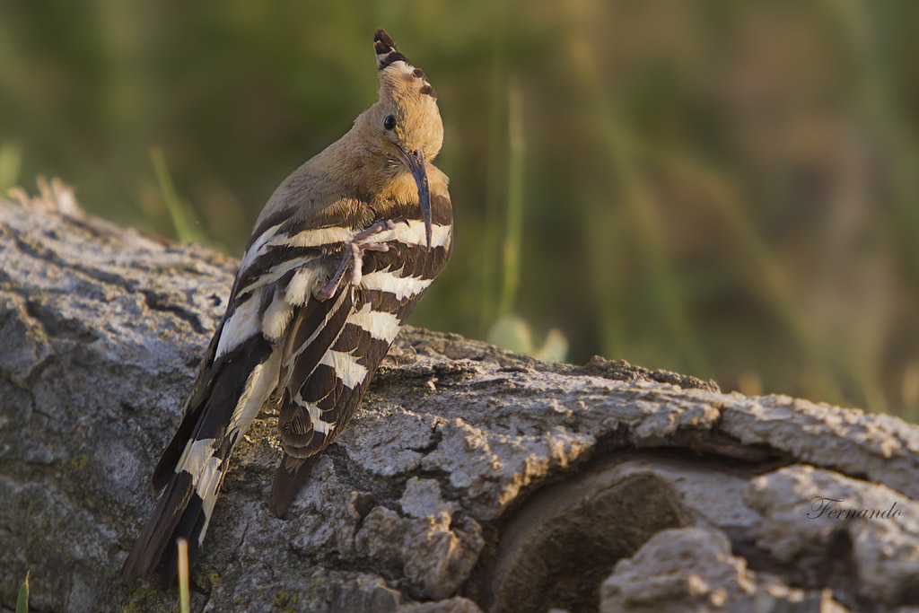 Pasión por la Naturaleza: La Puput