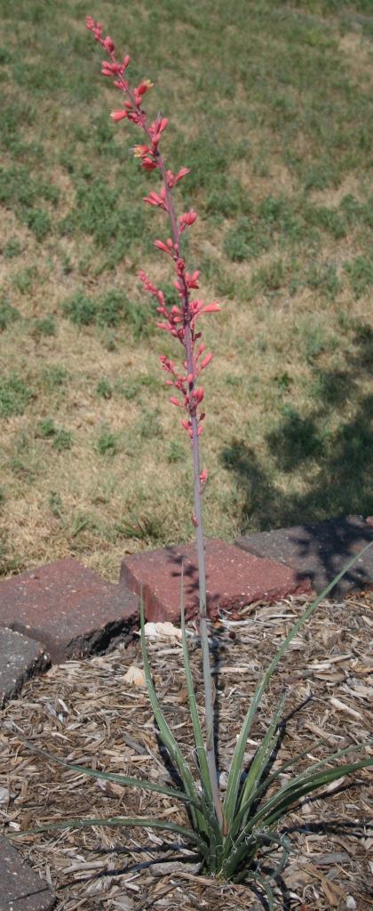 Garden Musings: July 2012