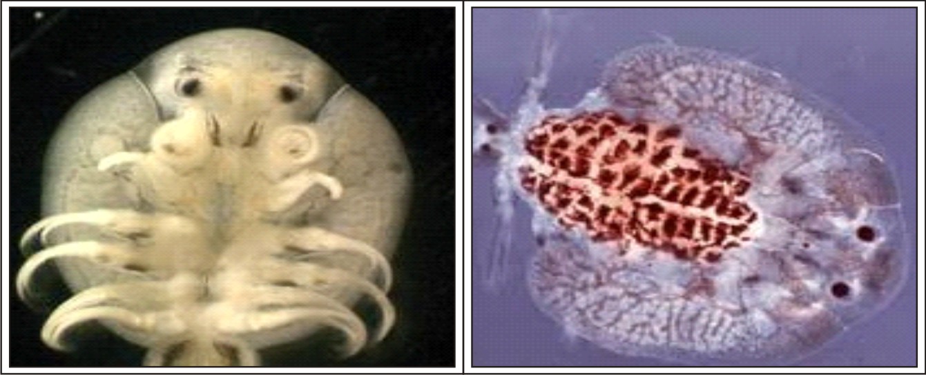 Penyakit Parasit Pada Ikan (2) - Lalaukan