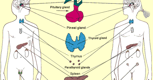 Hadijah Menulis: ANFIS SISTEM ENDOKRIN