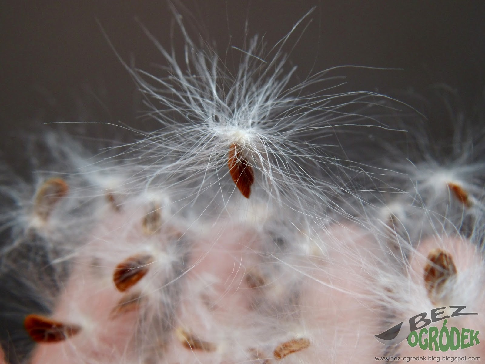 Stapelia pstra, leniuch smierdzący | BEZ OGRÓDEK | blog ogrodniczy