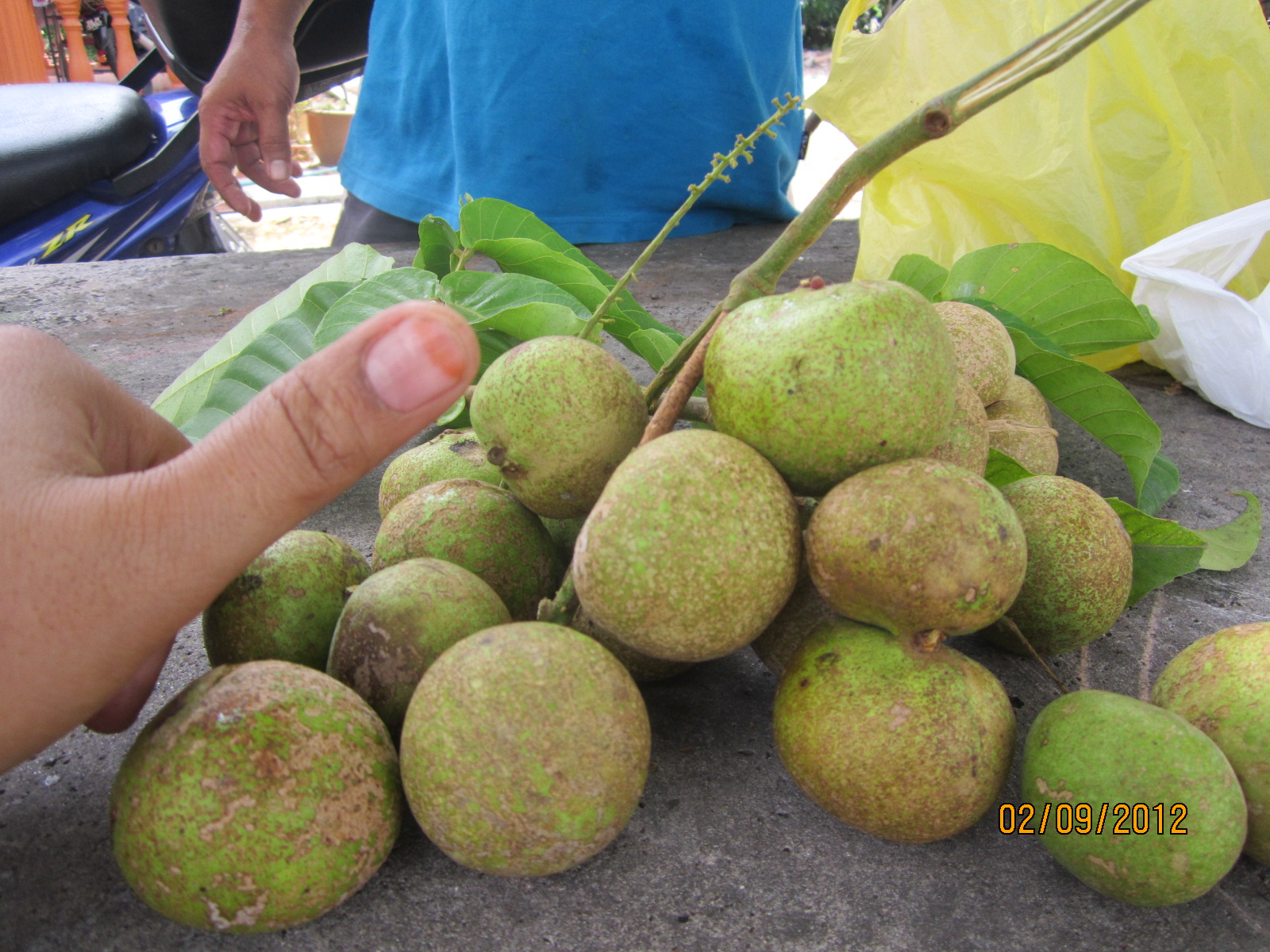 Anika MyRasa: LONGAN BRAZIL- BUAH EDISI TERHAD/JARANG BERBUAH