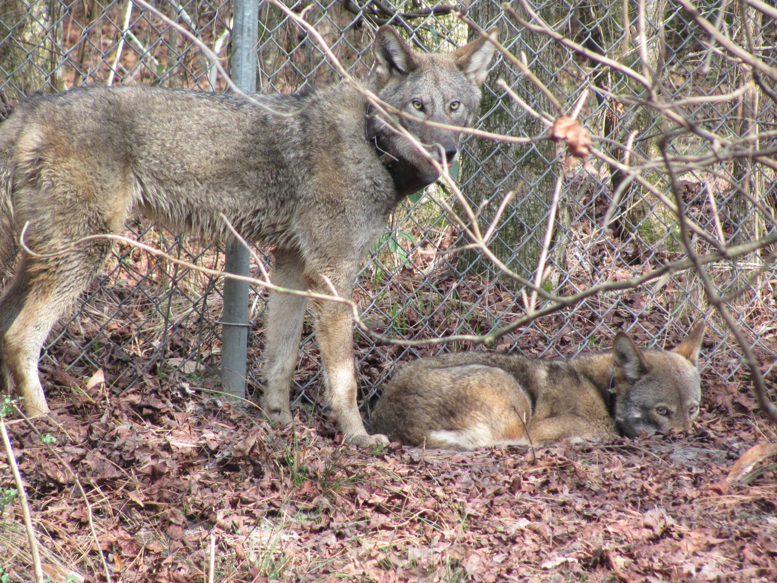 RETURN OF THE RED WOLF: Red wolf breeding pair 11470 & 11872 (Valentine ...