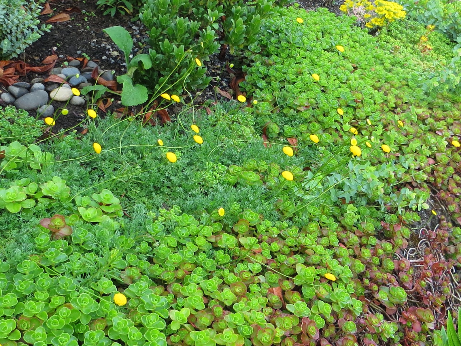 The Yellow Garden (and) A Before and After