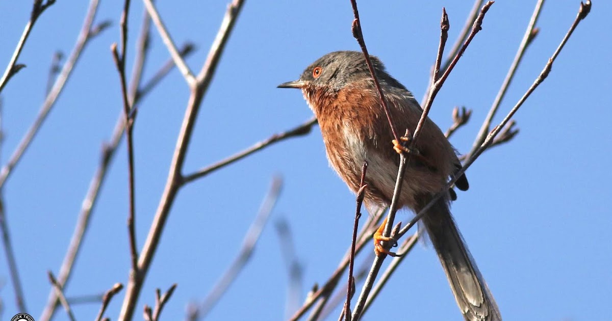 Old Caley's Diary: The Furze Wren!, 24th March 2019
