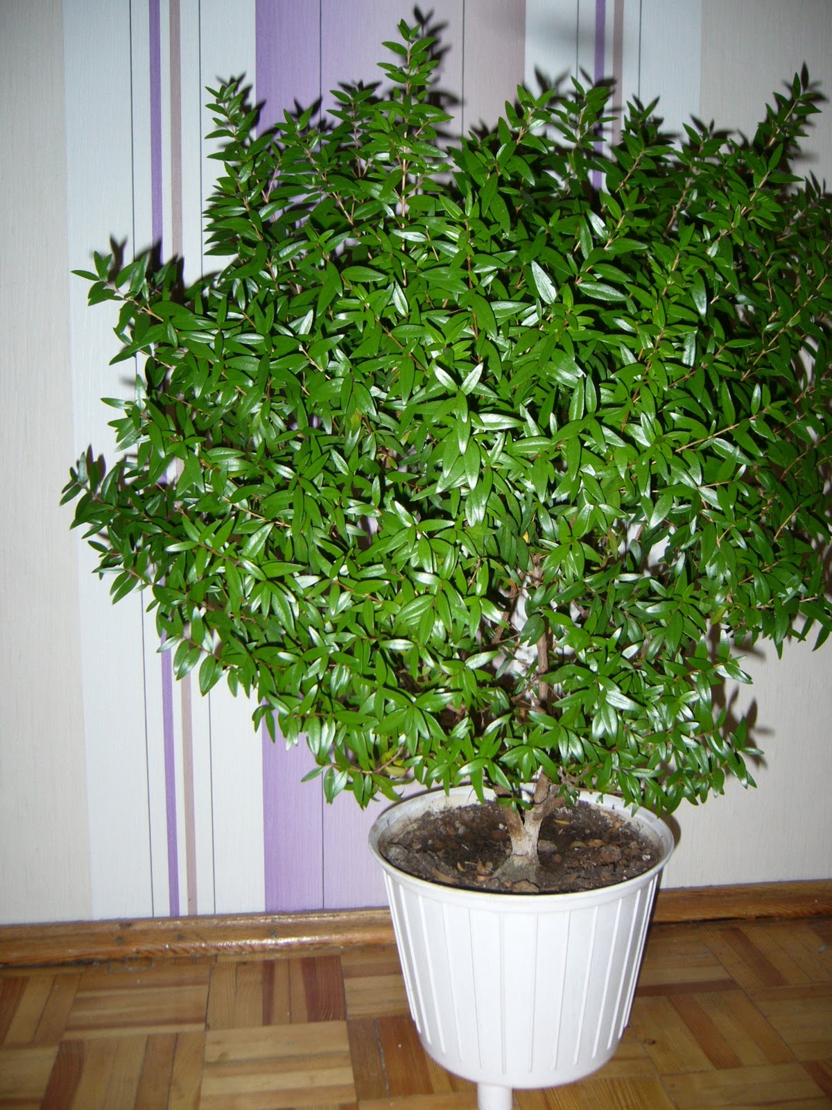 Ogrodniczka: Mirt zwyczajny - Myrtus communis